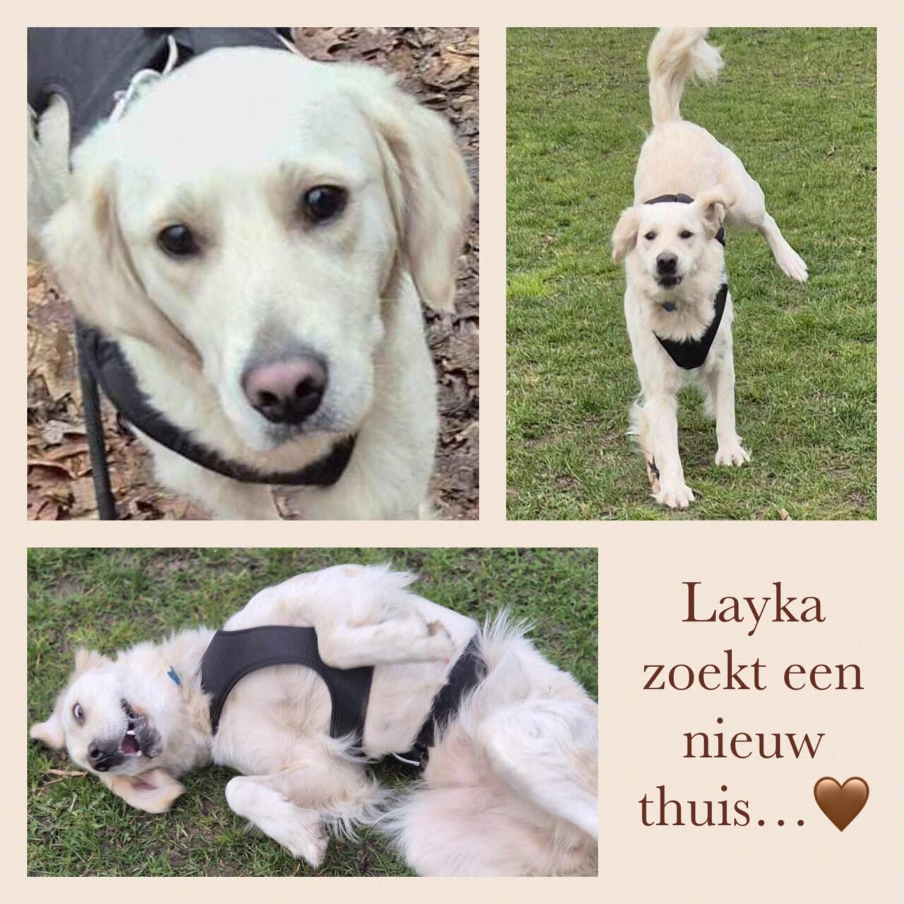 Herplaatser Layka | Charlottes Angels