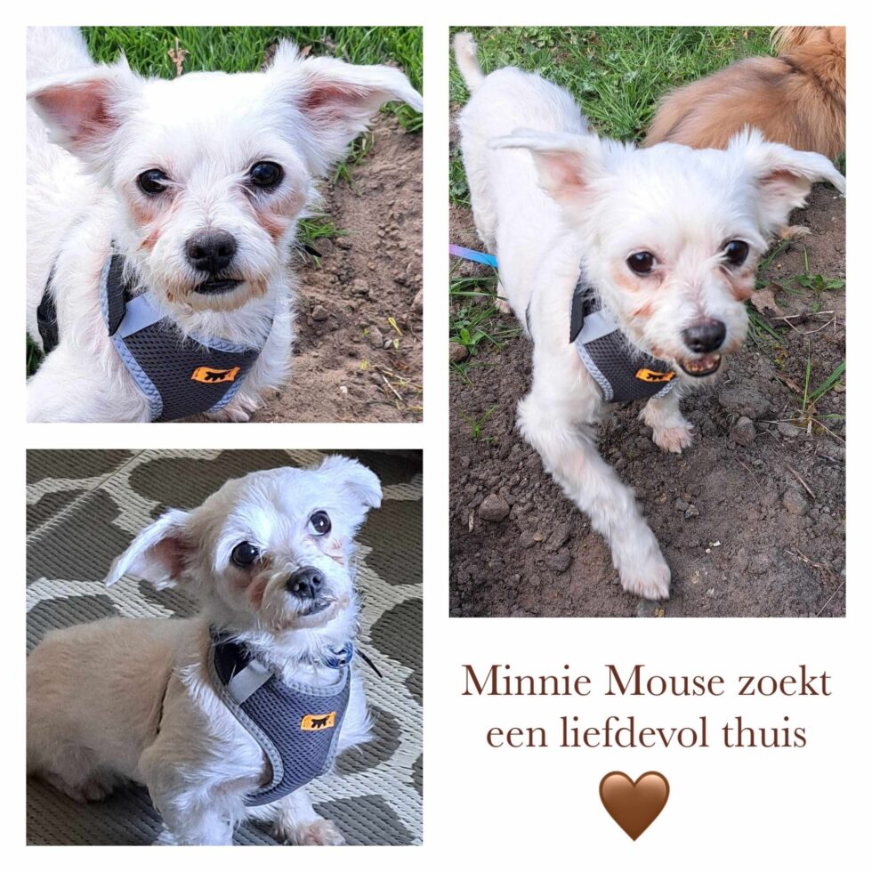 Herplaatser Mimmie Mouse | Charlottes Angels