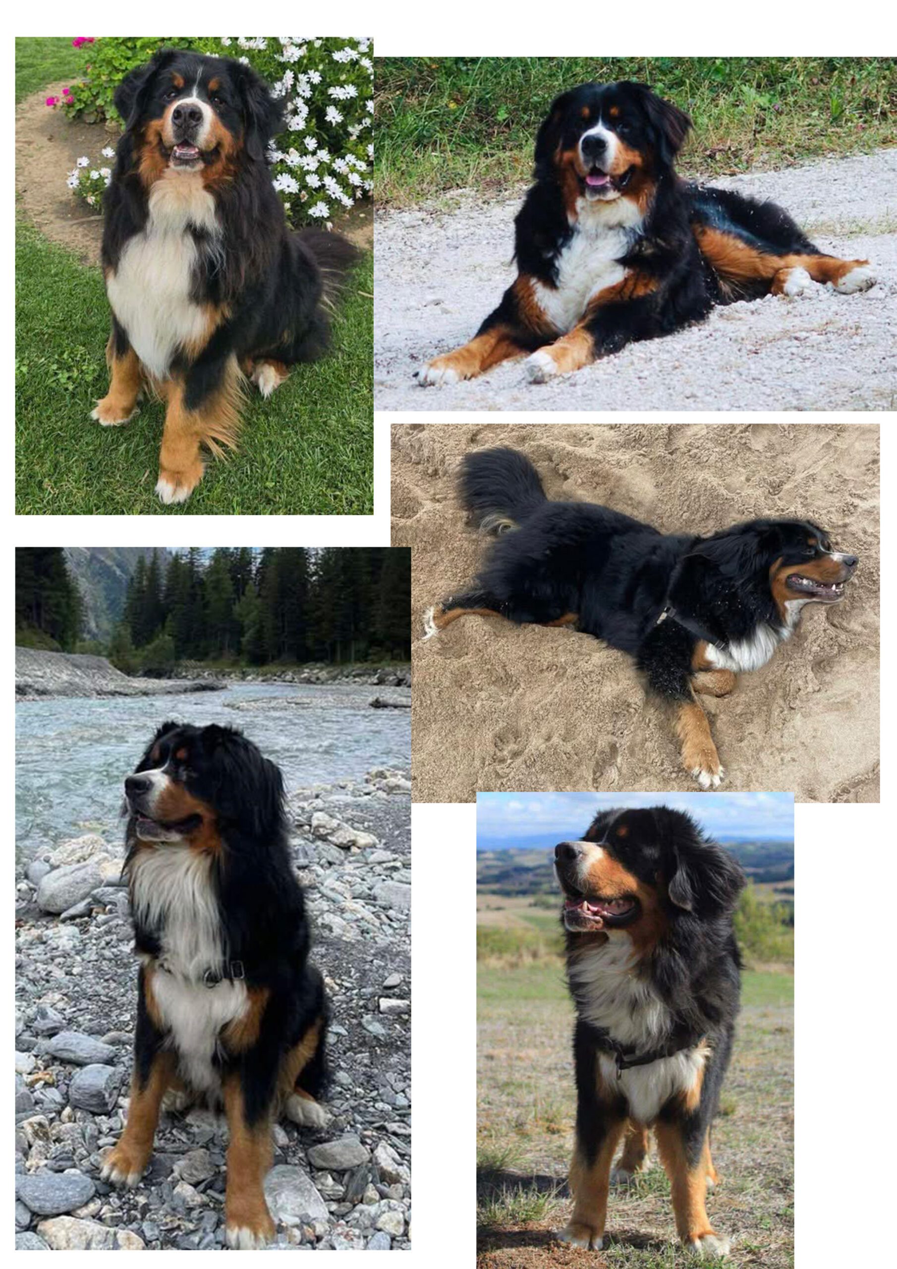 Herplaatser Simba | Charlottes Angels